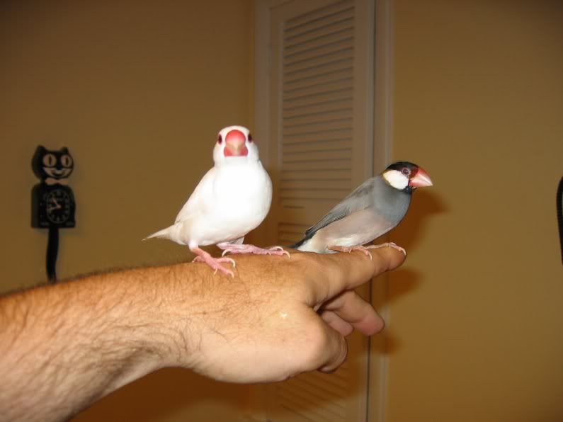 Java Finch Mutations Java Sparrow Tpoint Tech